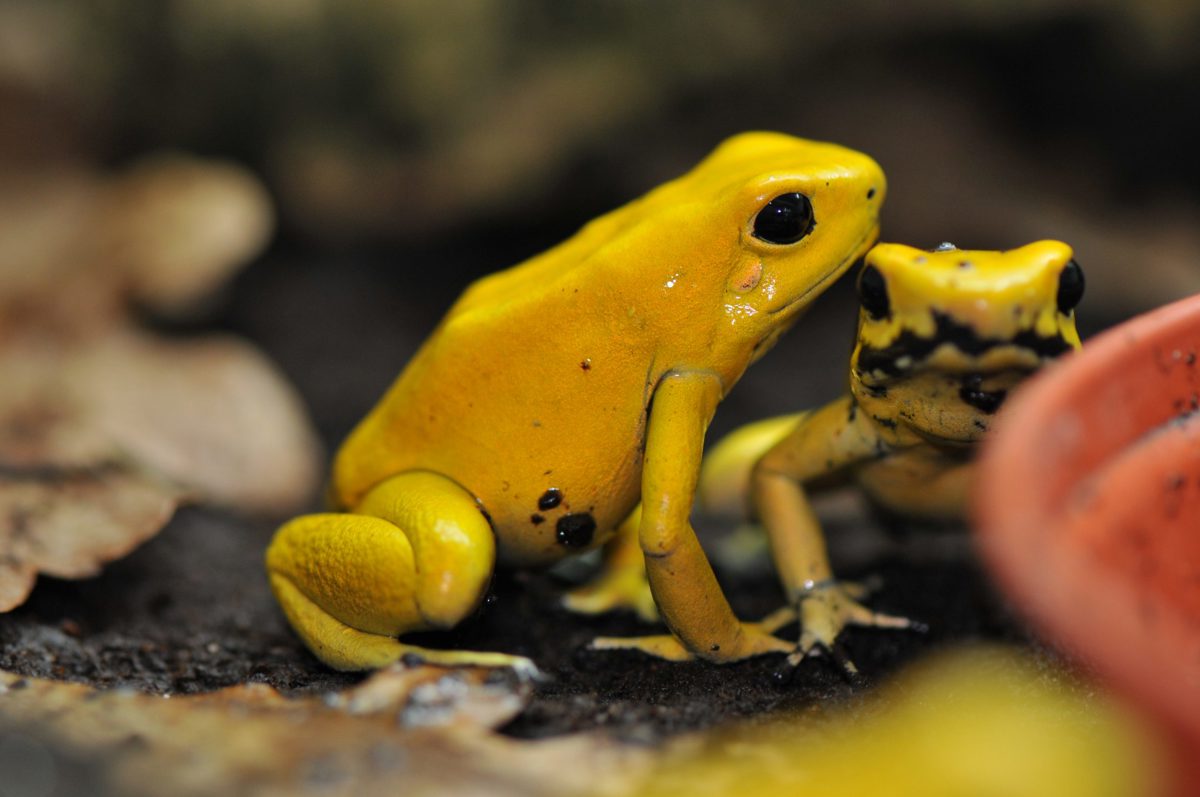 Golden poison dart frog | Chester Zoo animals