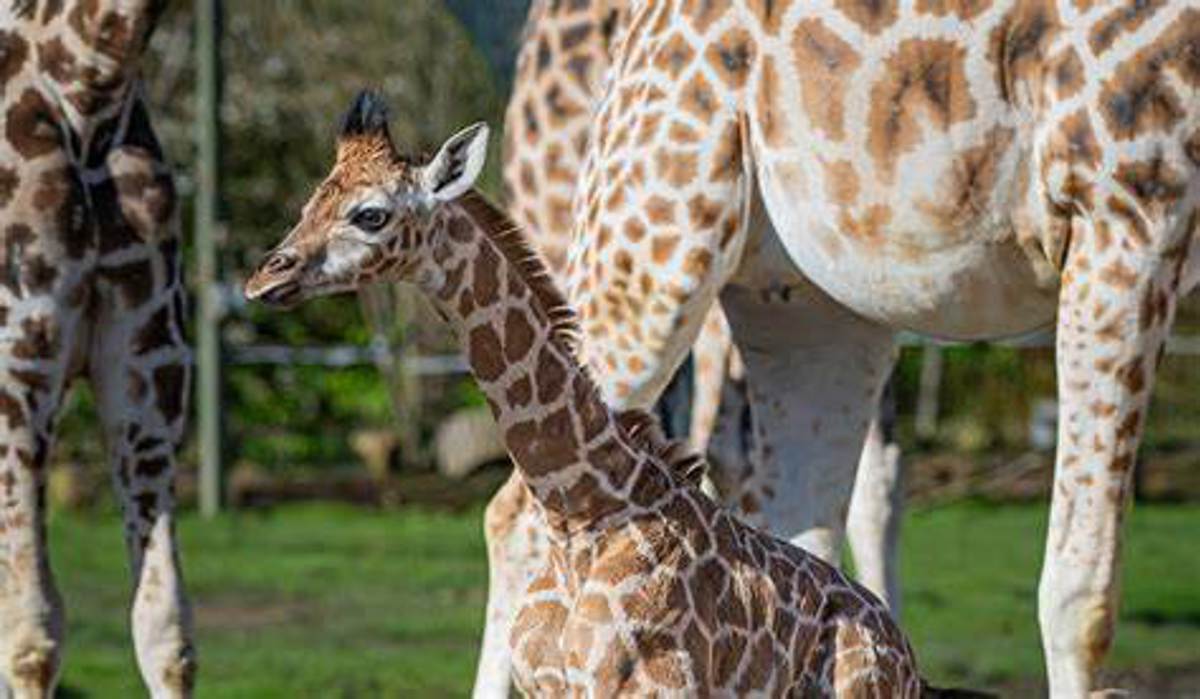 Giraffe calf Edie kicks up her heels | Chester Zoo