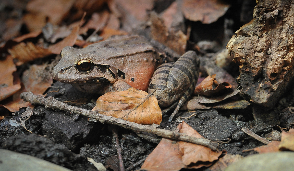 Saving the last mountain chicken frogs: project Dominica