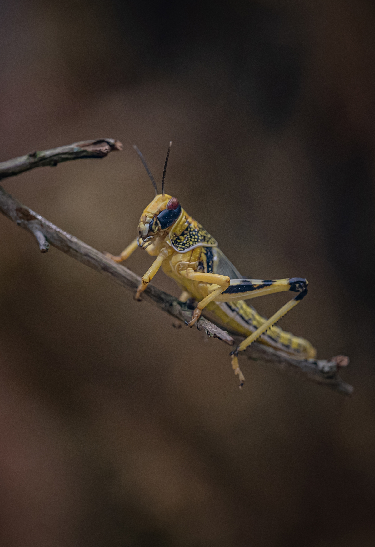 Desert locust | Chester Zoo animals