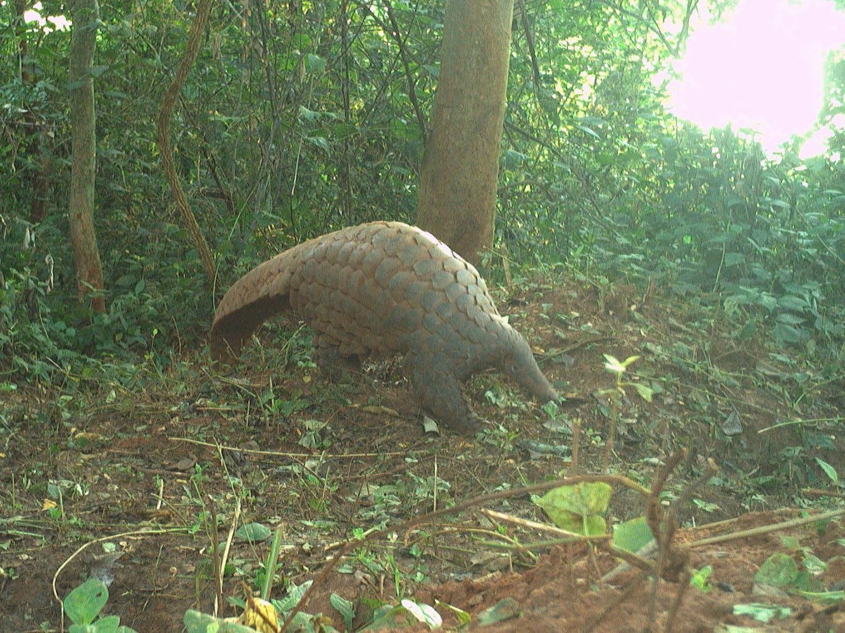 Double your impact for giant pangolins this week | Chester Zoo