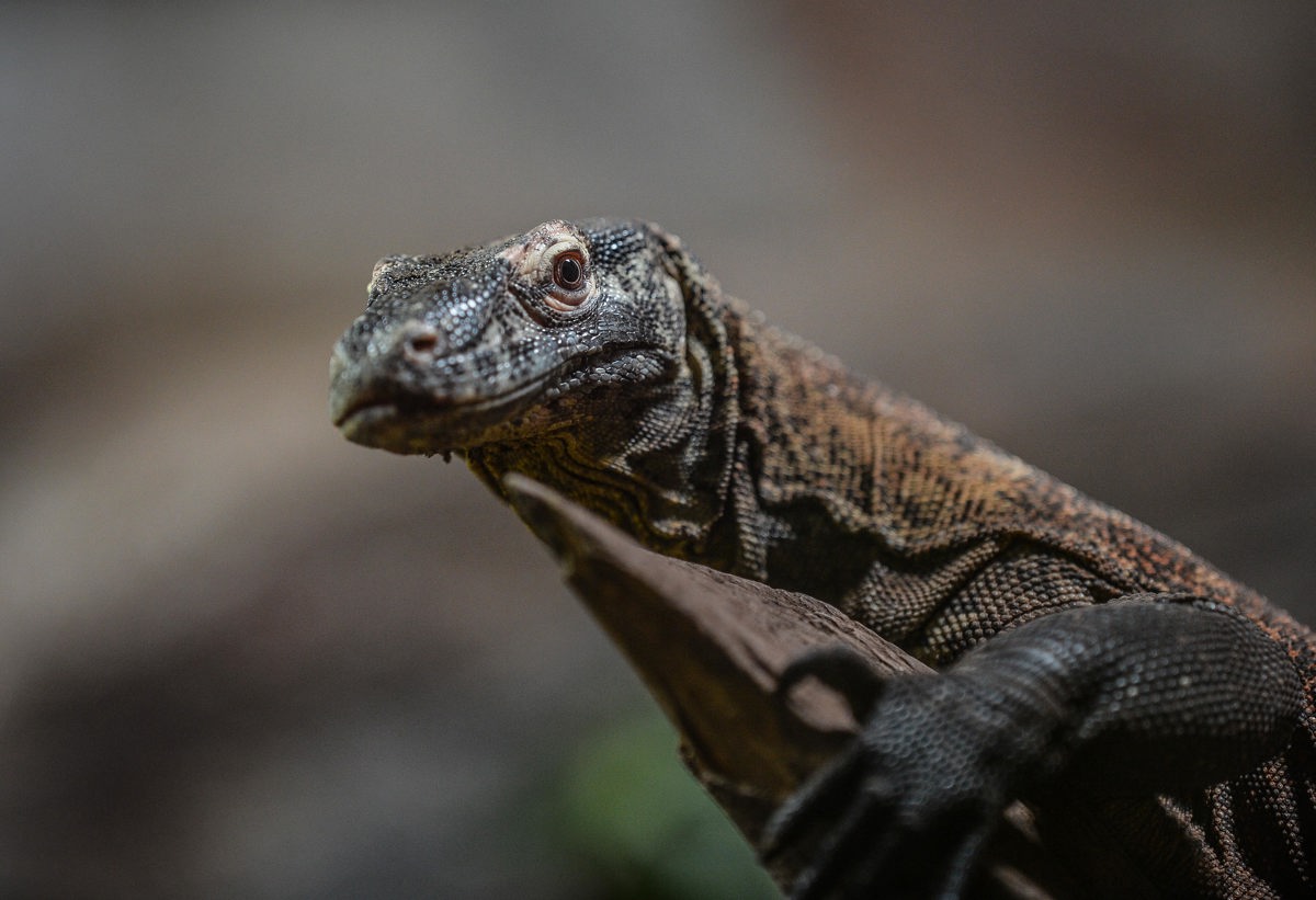 Komodo Dragon Animal Facts And Photos All Wildlife 20 Fascinating