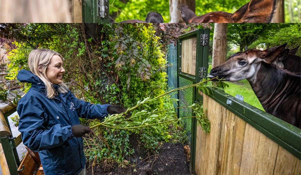 Okapi Experience | Experiences at Chester Zoo