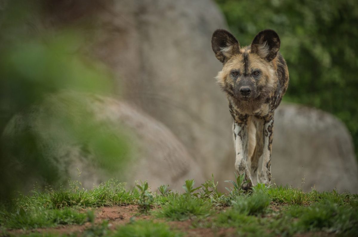 African Wild Animals African Animals: How Endangered Are They?