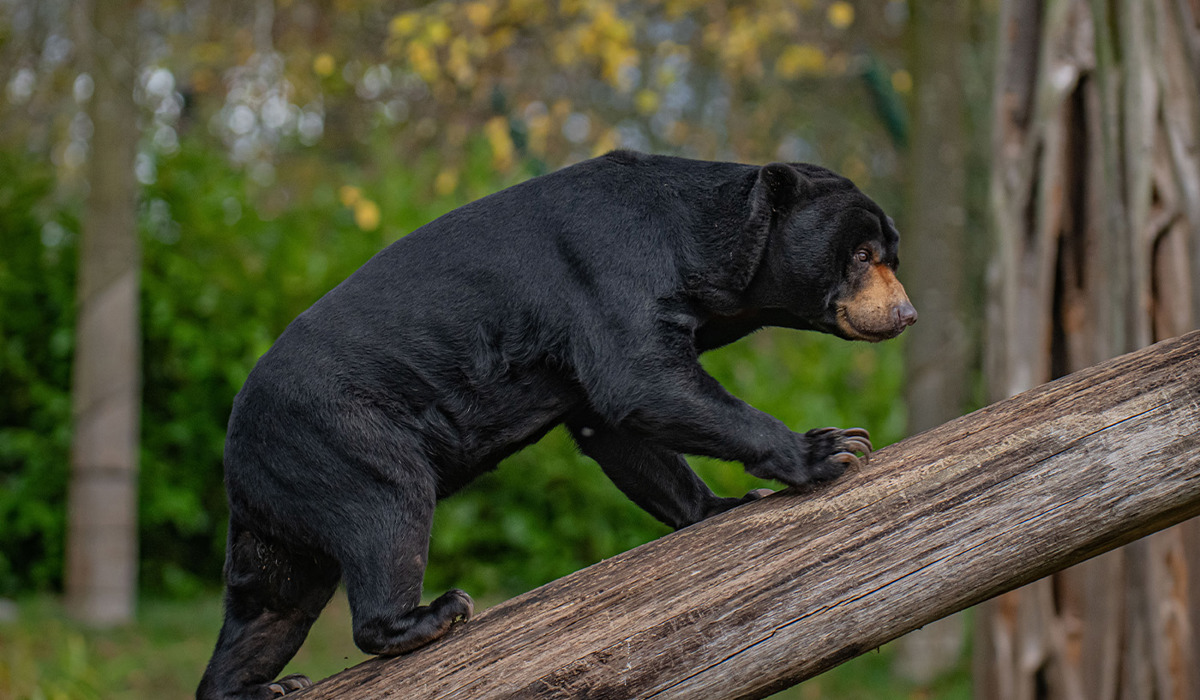 Habitats & adaptations school show