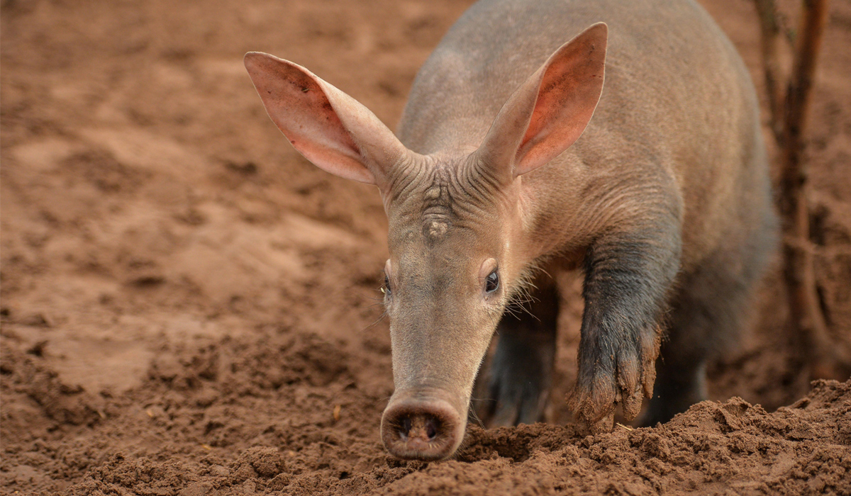 Aardvark Animal The Aardvark And The Termite. | Snapshot Serengeti