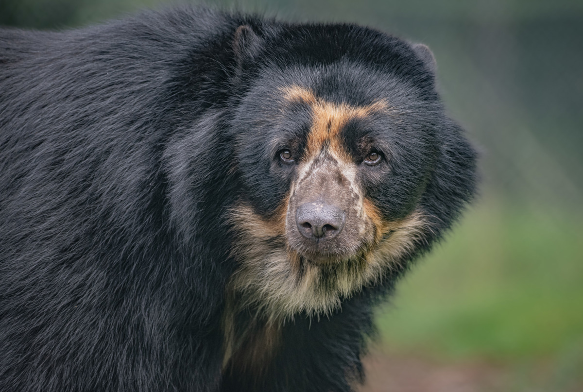 Welcome 'Obe', a rare Andean bear vital to his species' survival!