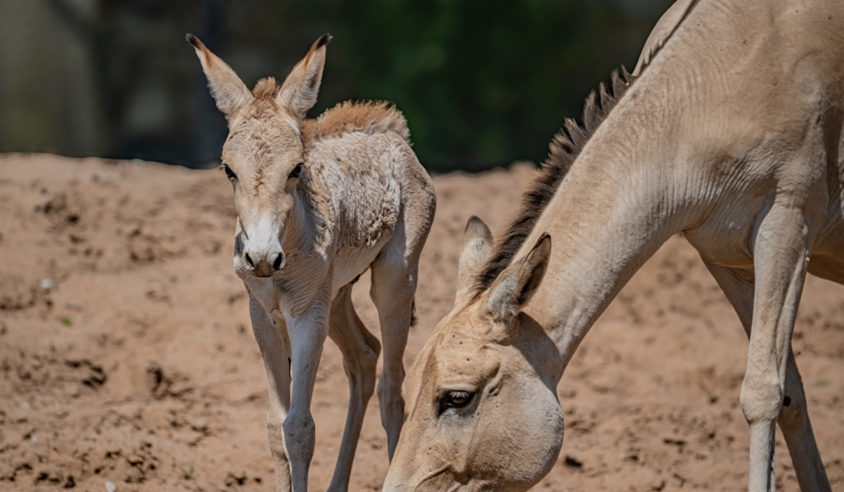 World's rarest equid born at the zoo | Chester Zoo