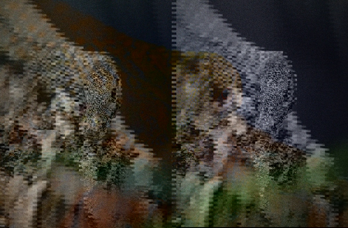 We’re celebrating the arrival of two baby Komodo dragons – the largest ...