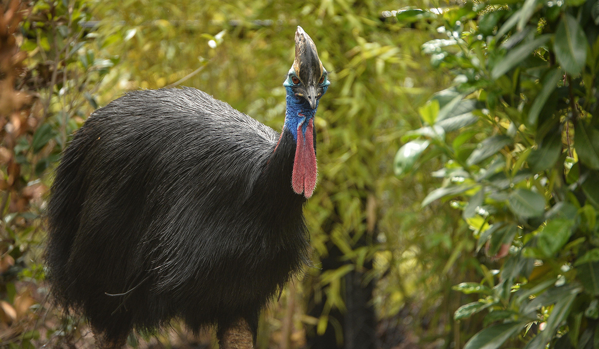 Cassowary Size Exploring The Dealt Cassowary: Nature's Fascinating