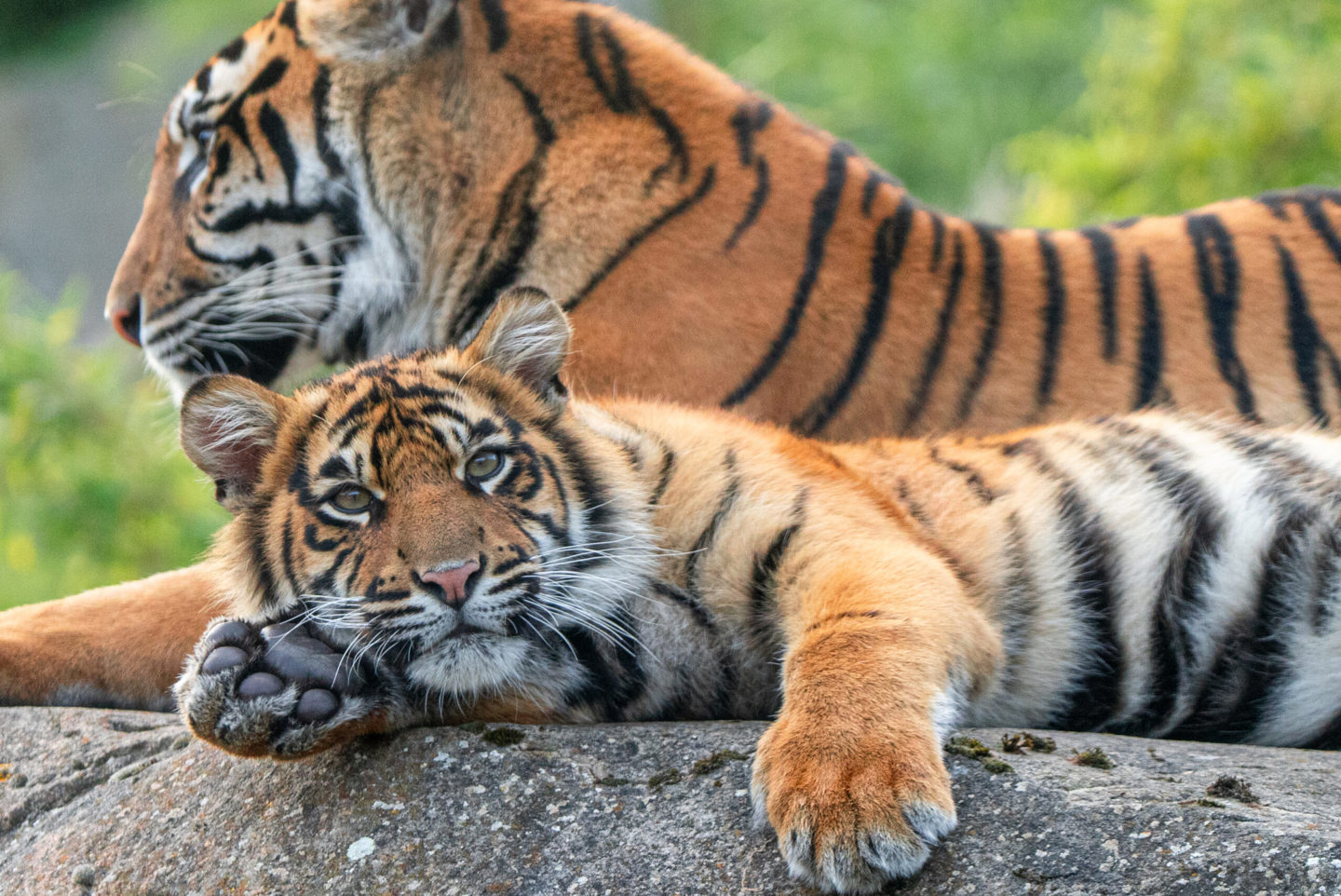 Bengal Tiger Adoption
