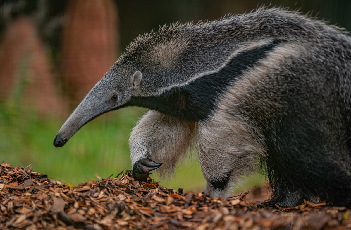 Giant anteater | Chester Zoo animals