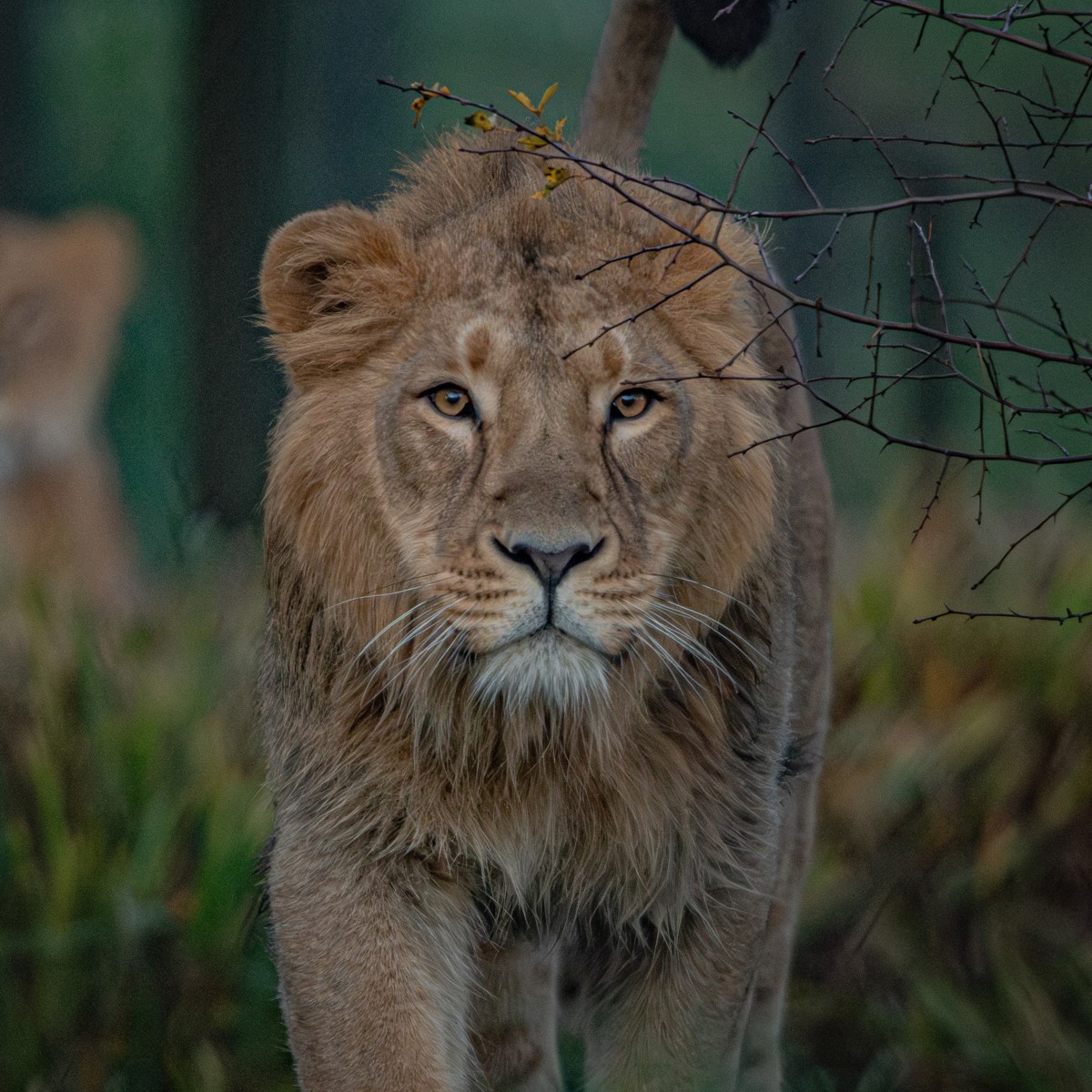 Two of the world’s rarest lions arrive at Chester Zoo | Chester Zoo