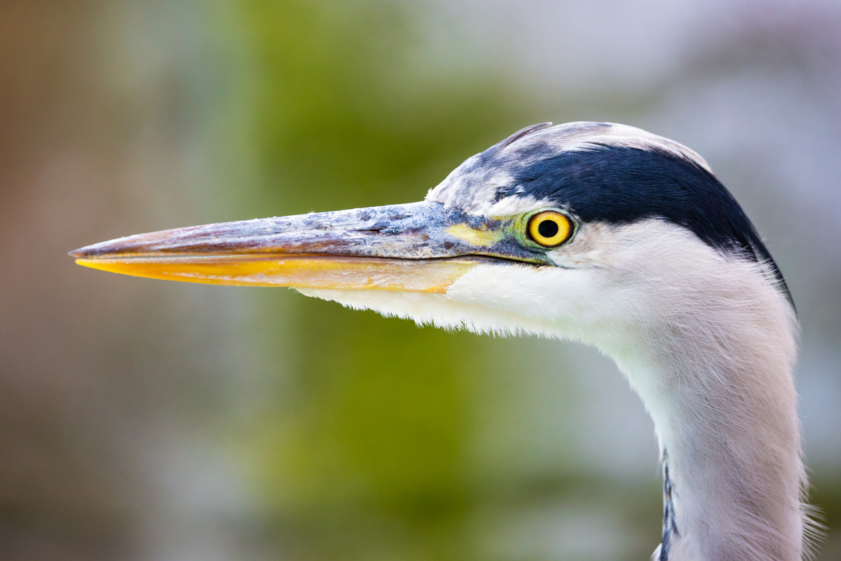 ANIMAL FACT FILE: Grey Heron