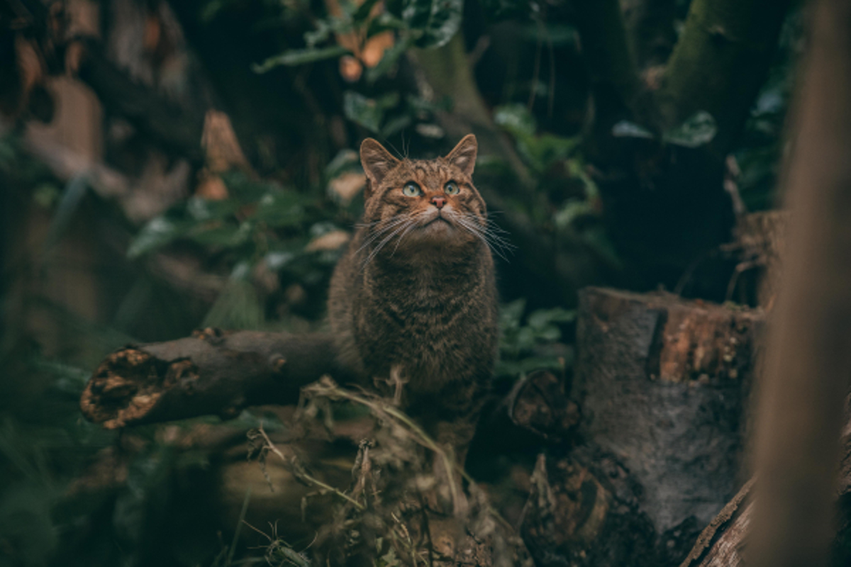Saving the Scottish wildcat: reintroducing the ‘highland tiger’ back ...