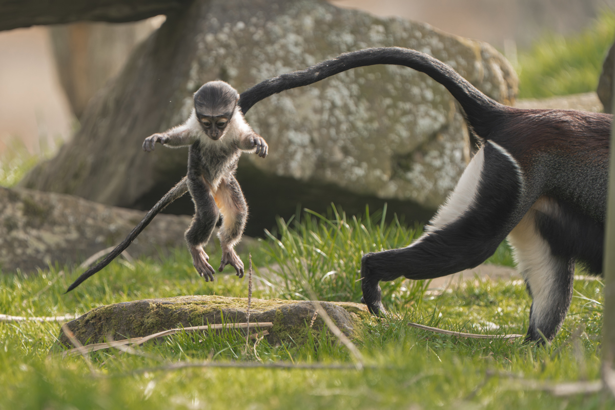 Critically endangered roloway monkey gives birth after surgery saves ...