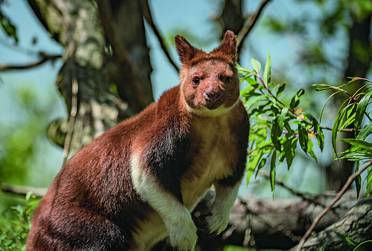Tree kangaroo | Chester Zoo animals