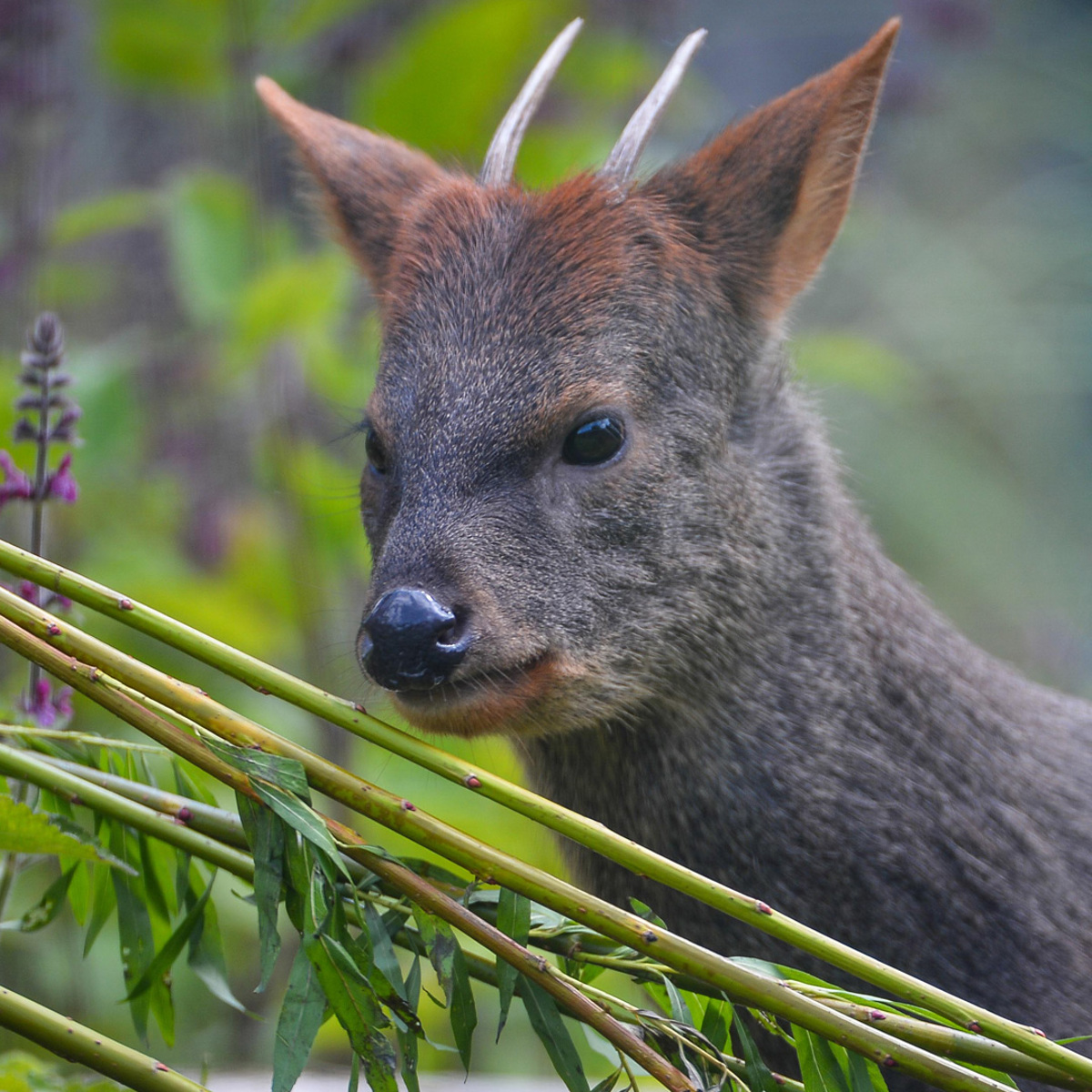 Pudu | Chester Zoo animals