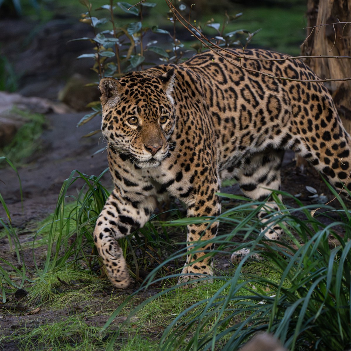 Senior jaguars Remi and Bonita arrive at Chester Zoo | Chester Zoo
