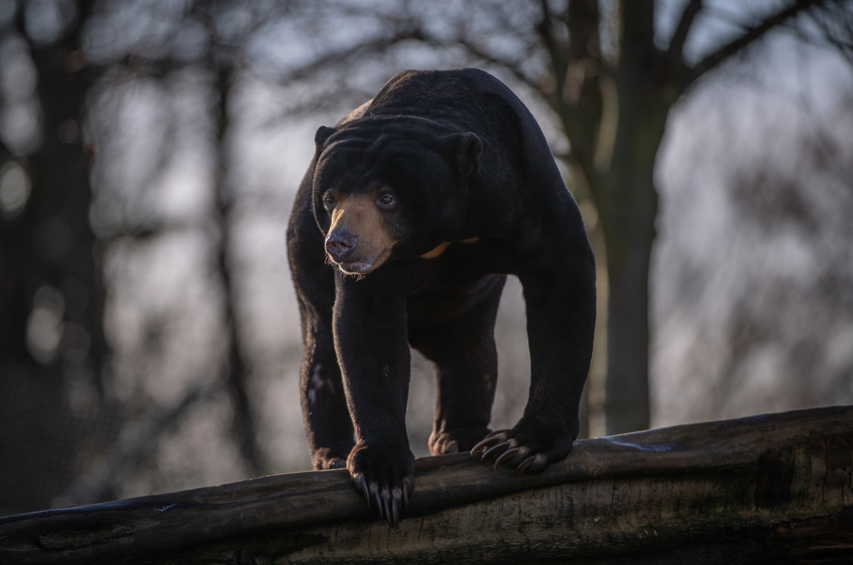 ANIMAL FACT FILE: Sun bear