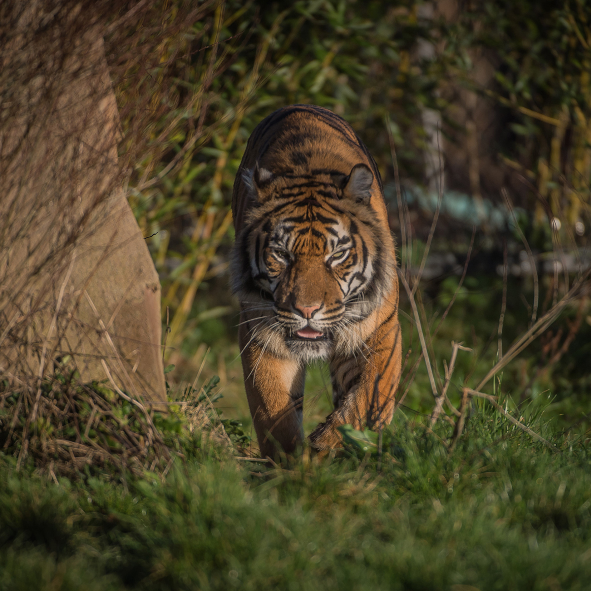 The Predator Tour | Experiences at Chester Zoo