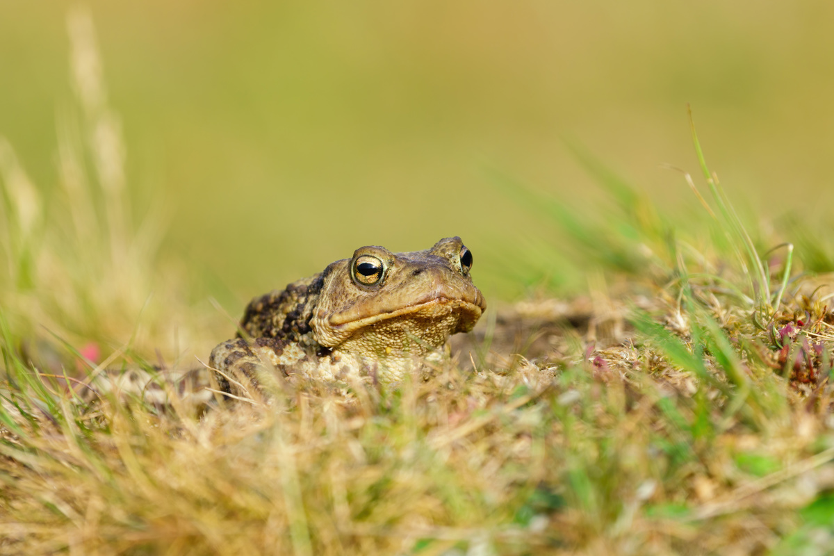 Register a Toad Crossing Video