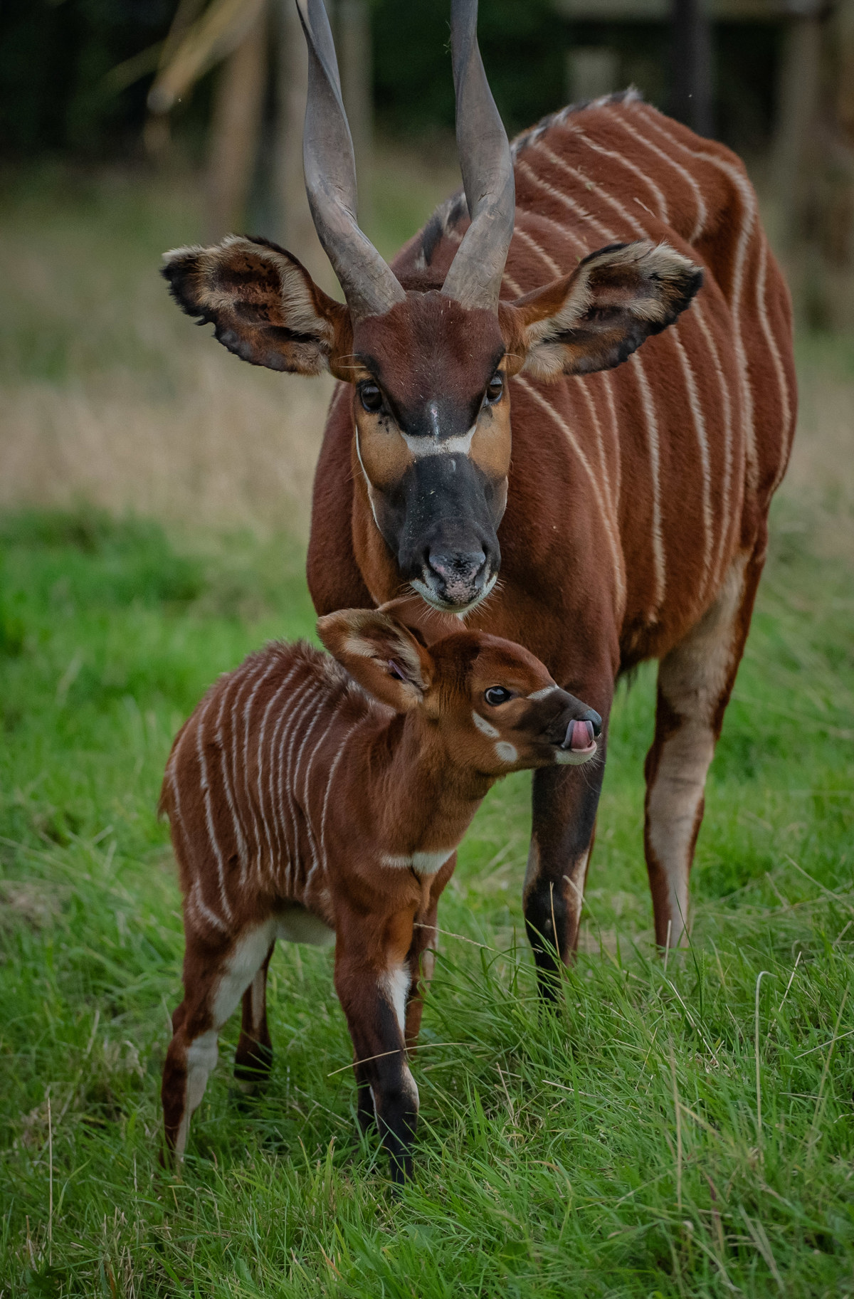 Eastern bongo | Chester Zoo animals