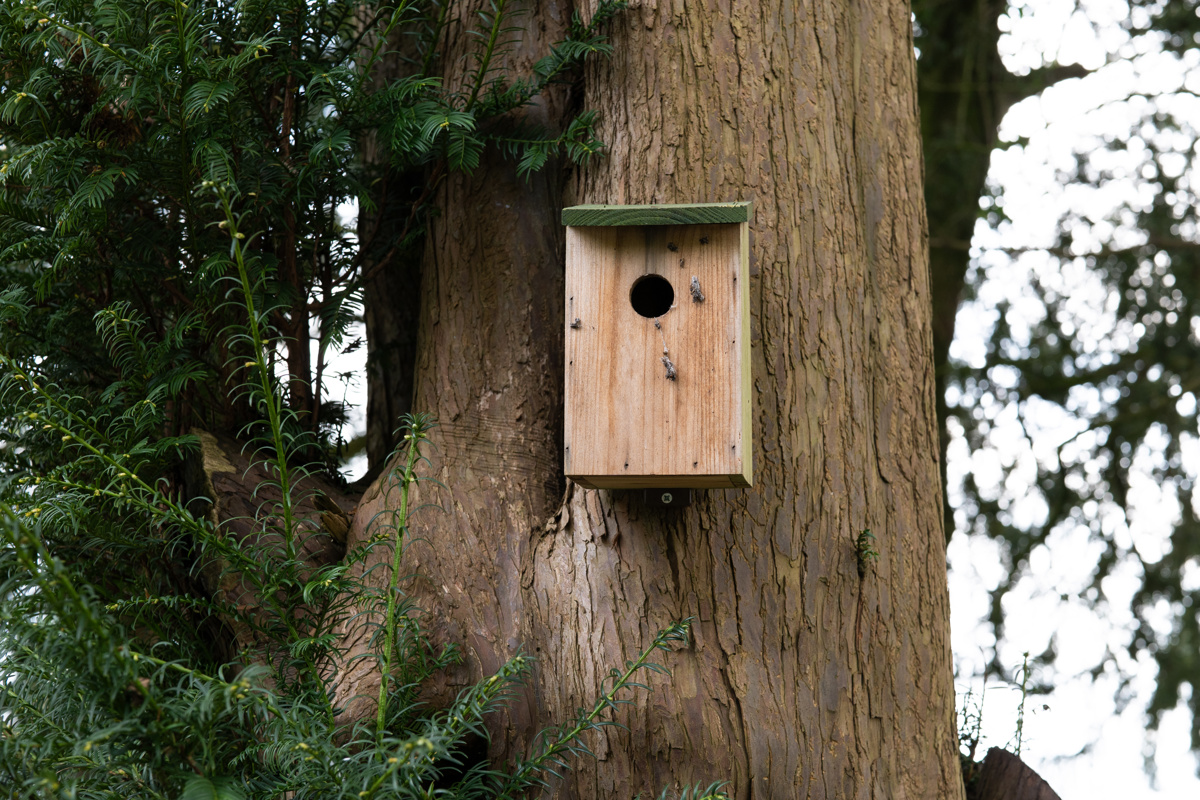 UK WILDLIFE: How to build a bird box