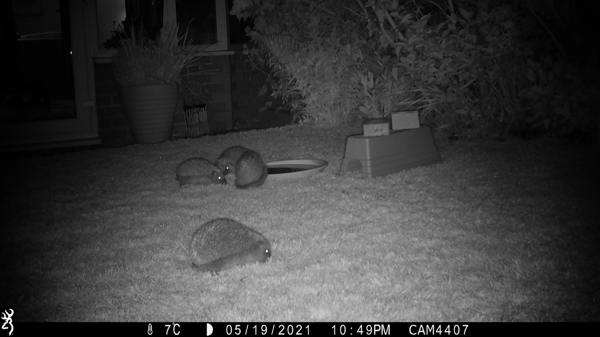 The secret world of hedgehogs | Chester Zoo