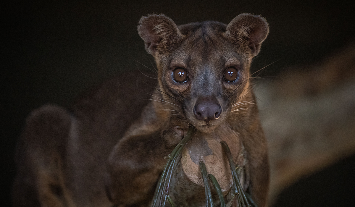Fossa | Chester Zoo animals