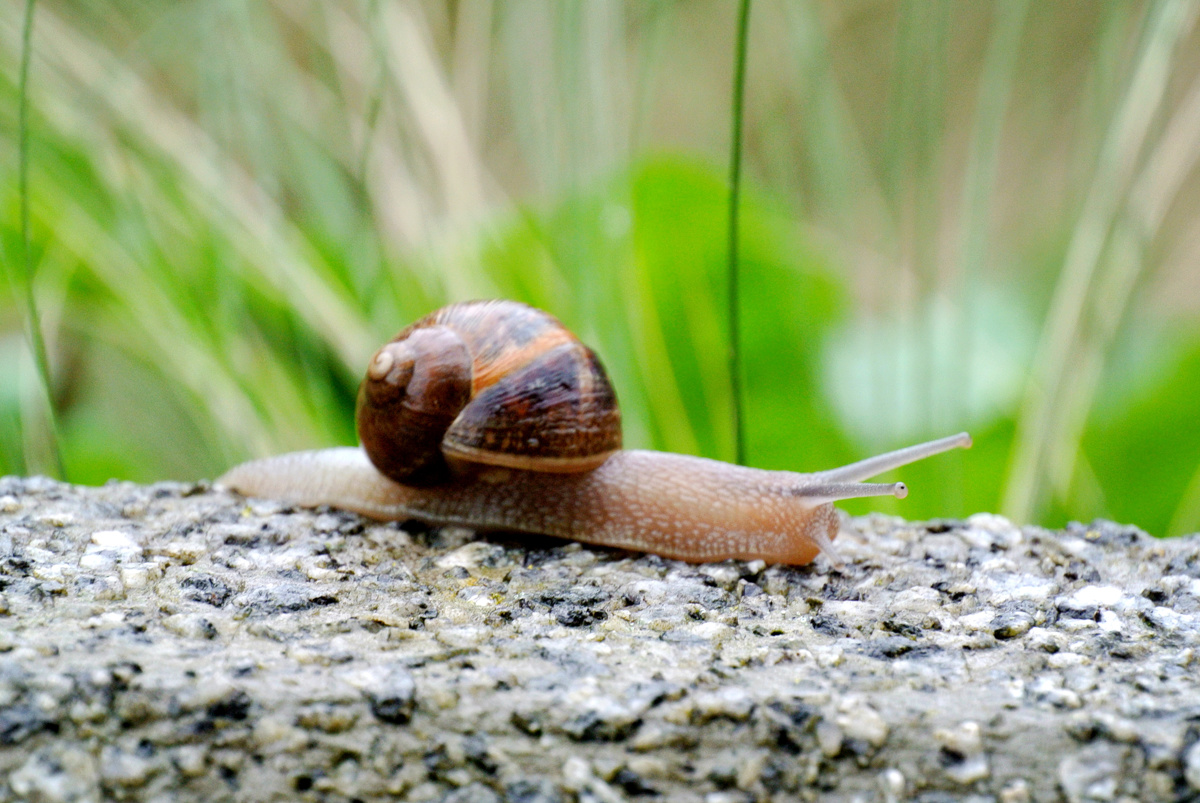 ANIMAL FACT FILE: Garden snail