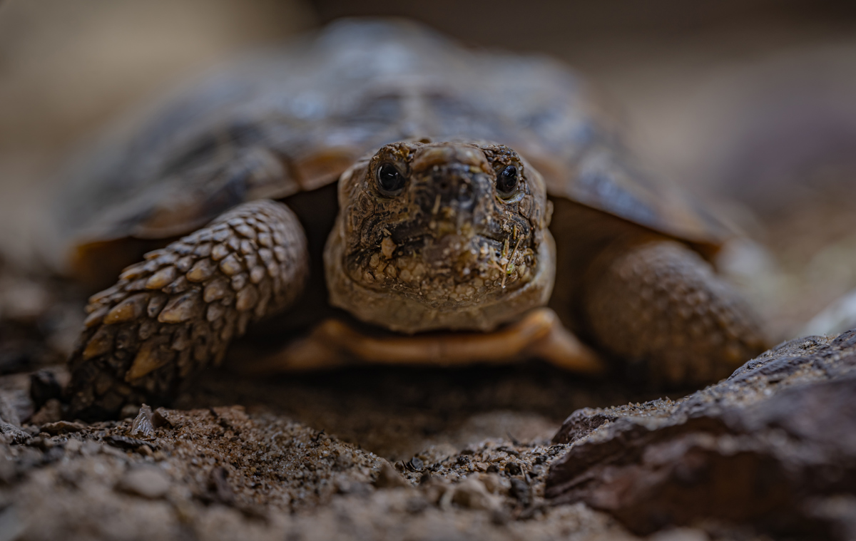 Cancer is extremely rare in turtles, new study shows | Chester Zoo