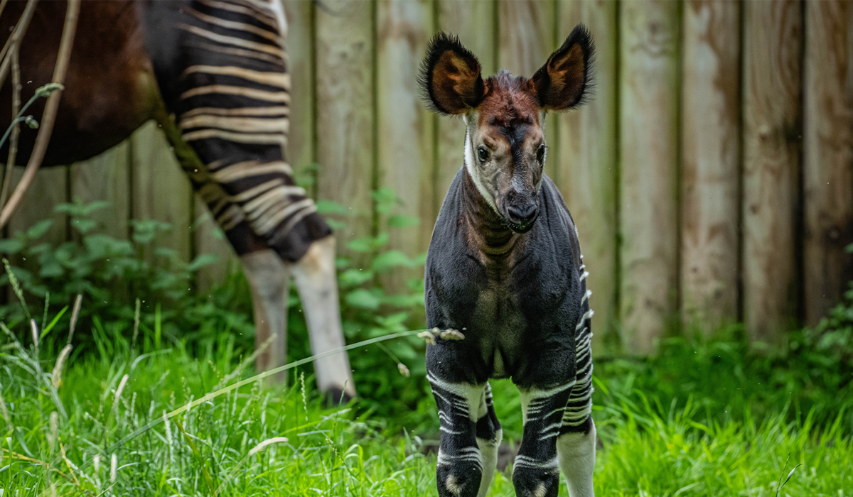Rare 'forest giraffe' takes her first steps! | Chester Zoo