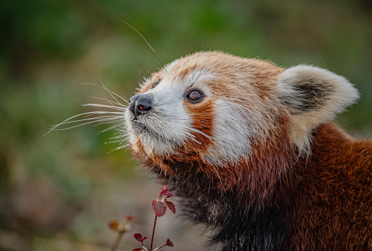 An endangered red panda has arrived at Chester Zoo, and we're hoping ...