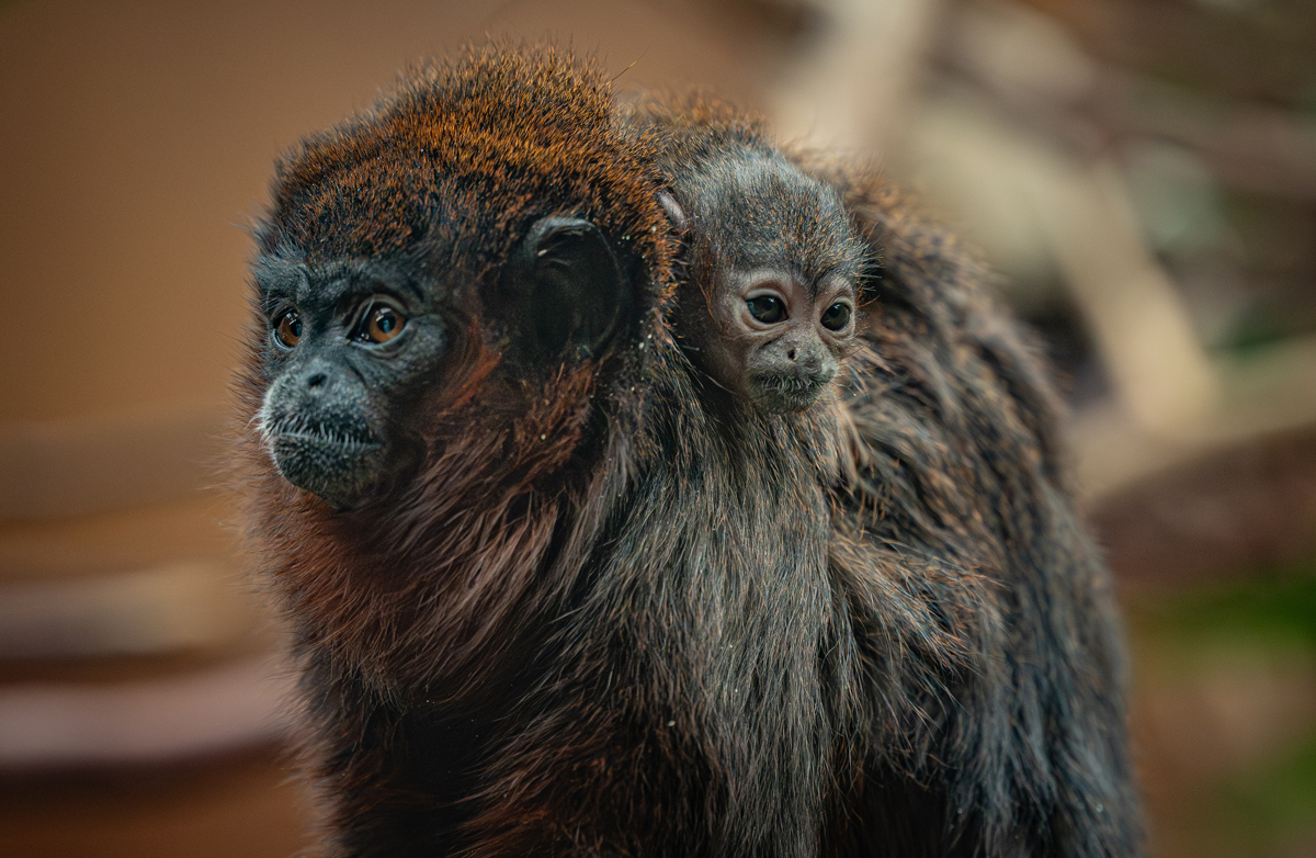 The first coppery titi monkey born at Chester Zoo | Chester Zoo