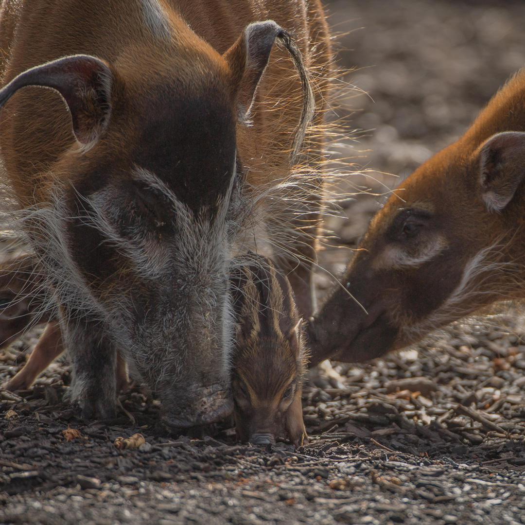 Red river hog | Chester Zoo animals