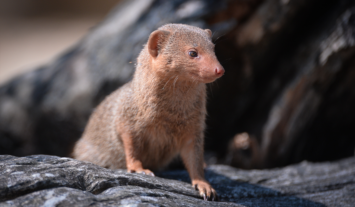 How To Draw A Dwarf Mongoose Dwarf Mongoose | Sabi Sabi