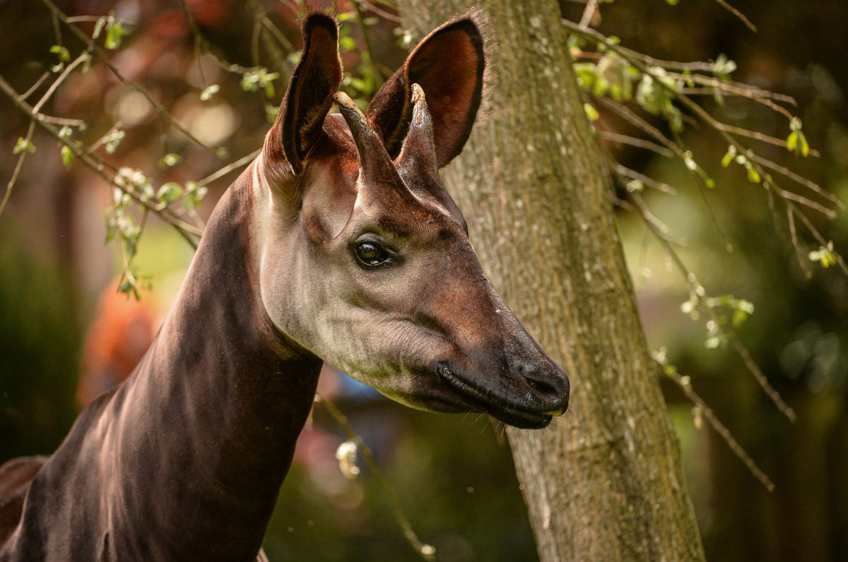 Okapi | Chester Zoo animals