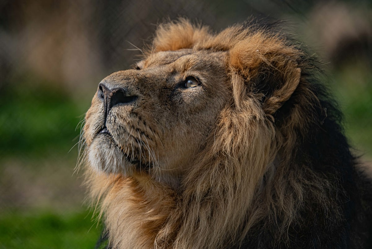 Adopt a lion | Chester Zoo