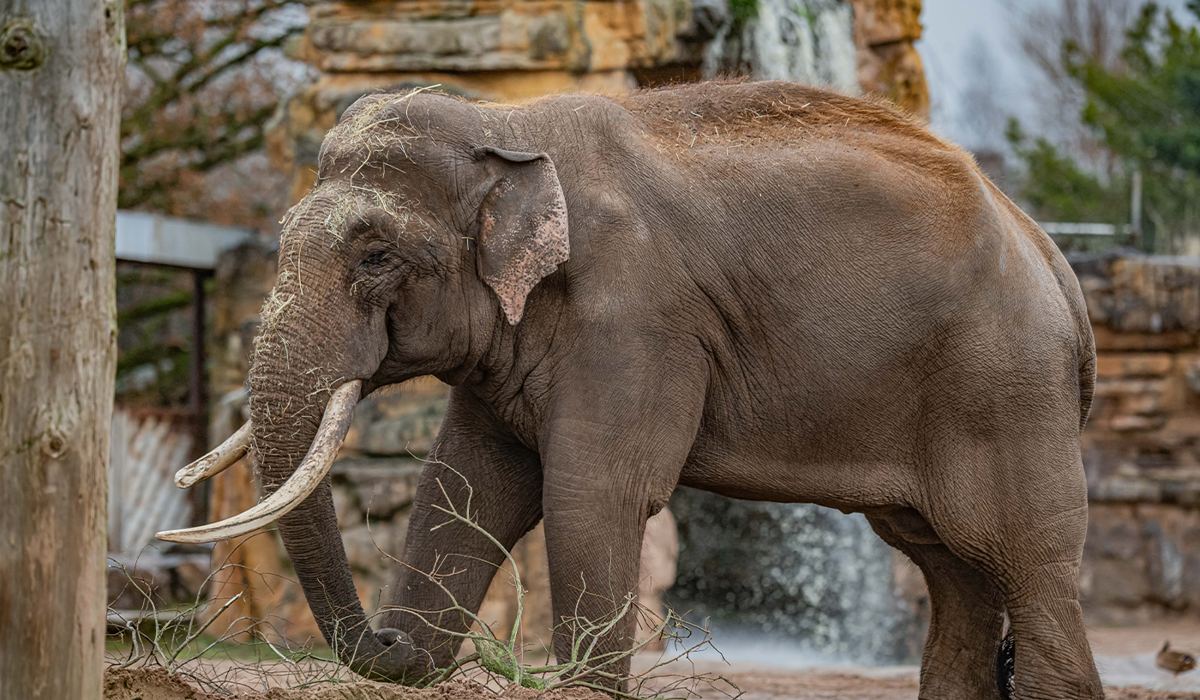 Aung Bo's big move | Chester Zoo
