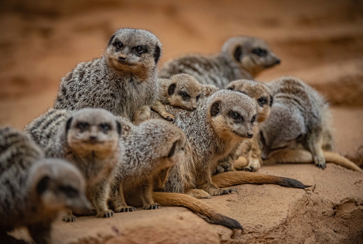 Meerkat Experience | Experiences at Chester Zoo