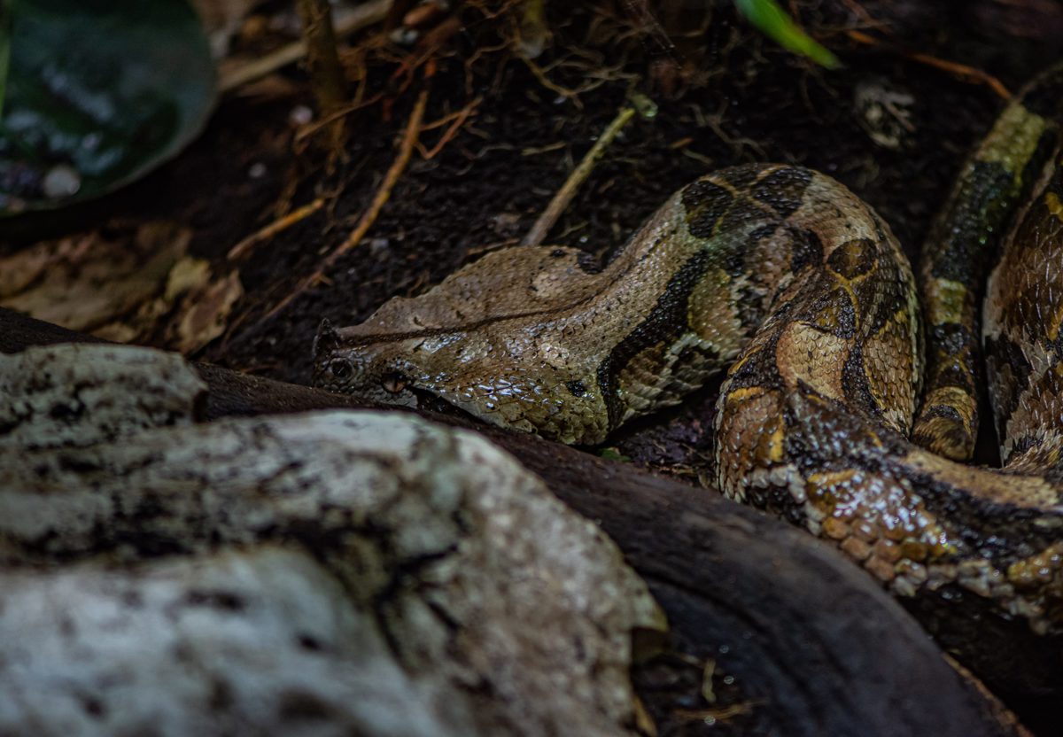 Gaboon viper | Chester Zoo animals