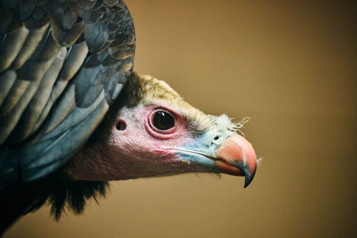 White-headed vulture | Chester Zoo animals