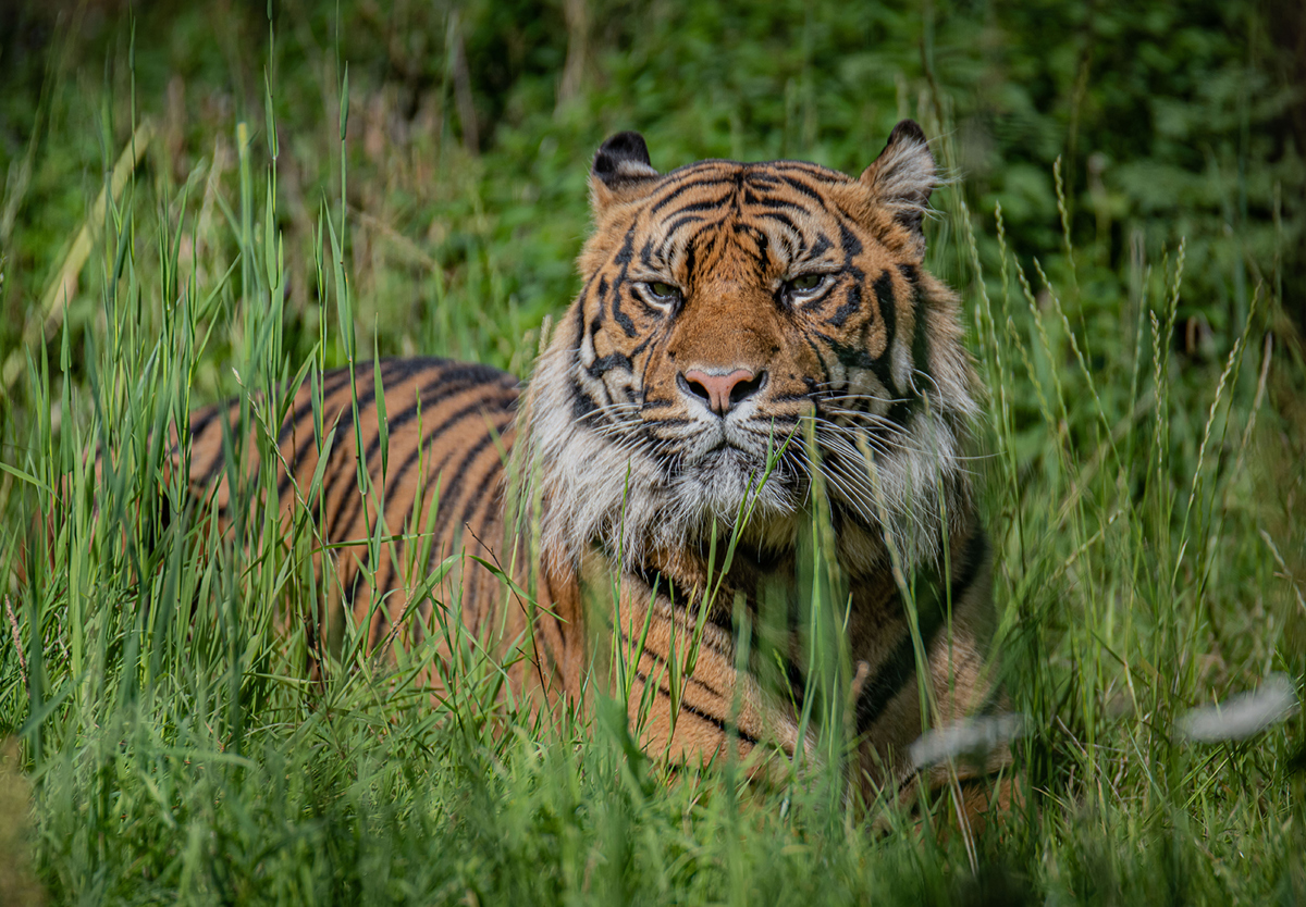 Golden Sumatran Tiger Adopt A Tiger Adoption Gift Packs UK