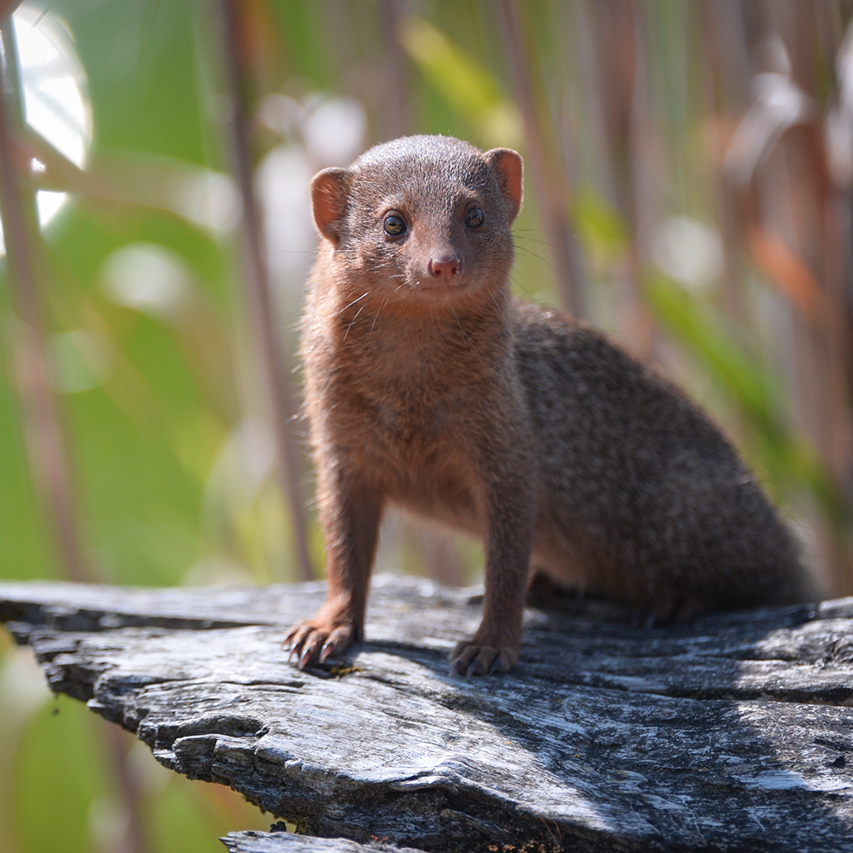 How To Draw A Dwarf Mongoose Dwarf Mongoose | Sabi Sabi
