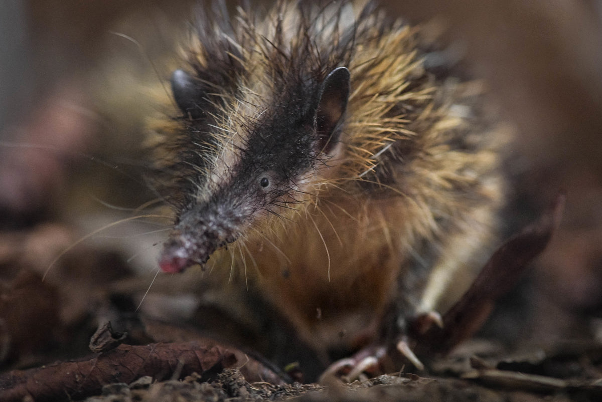 When is a hedgehog not a hedgehog and When it's a tenrec! | Chester Zoo