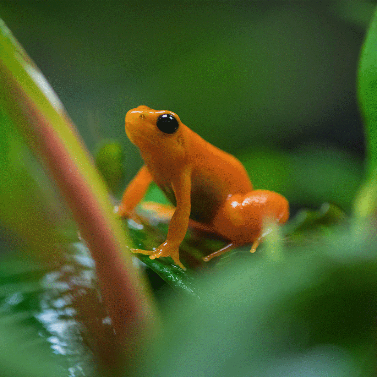 Golden mantella frog | Chester Zoo animals