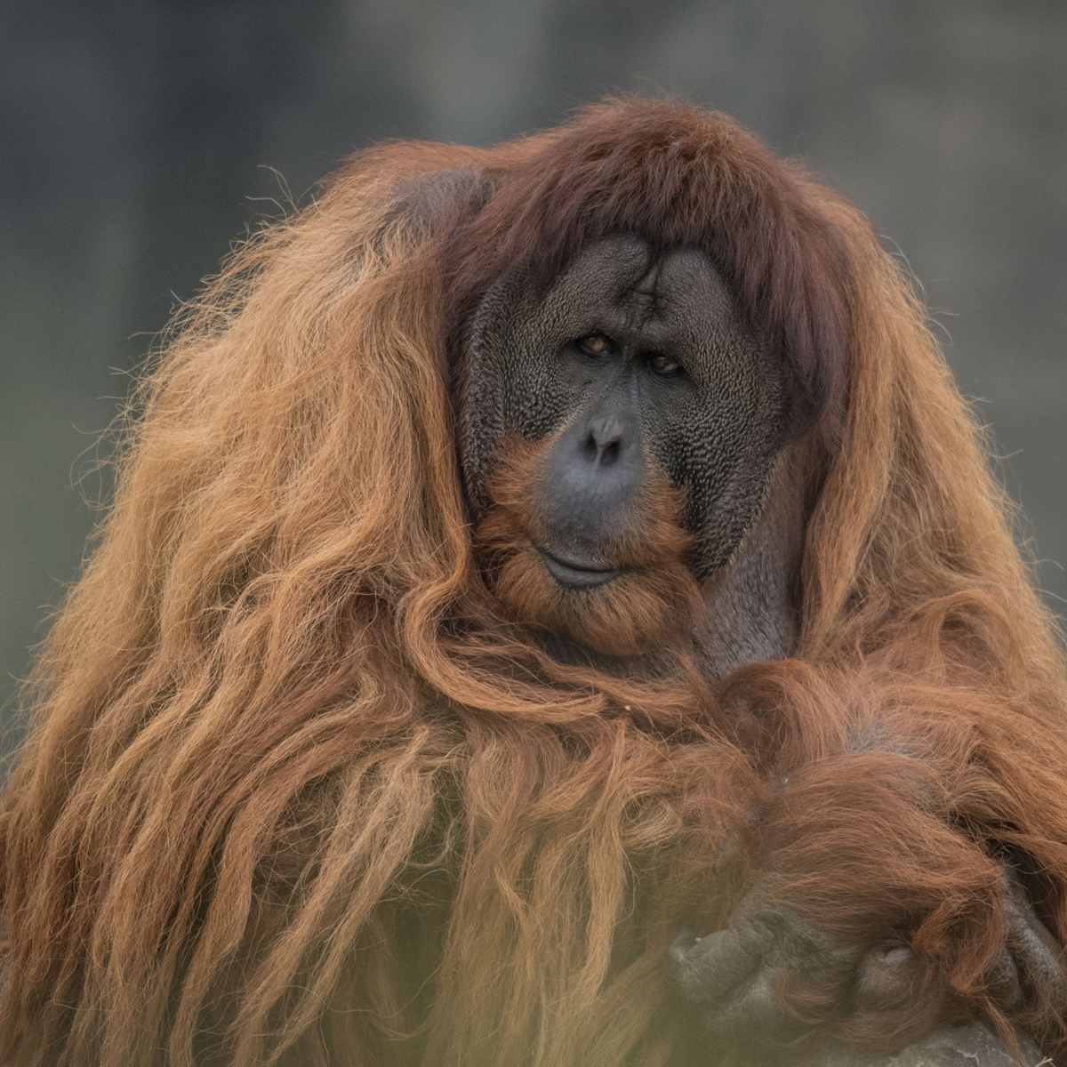 Post-16 Primate ancestry activity