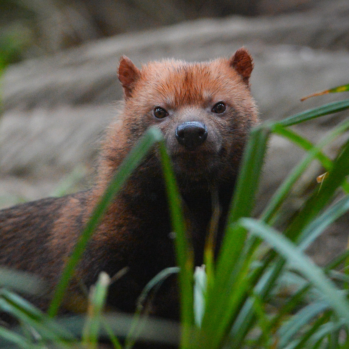 Bush dog | Chester Zoo animals