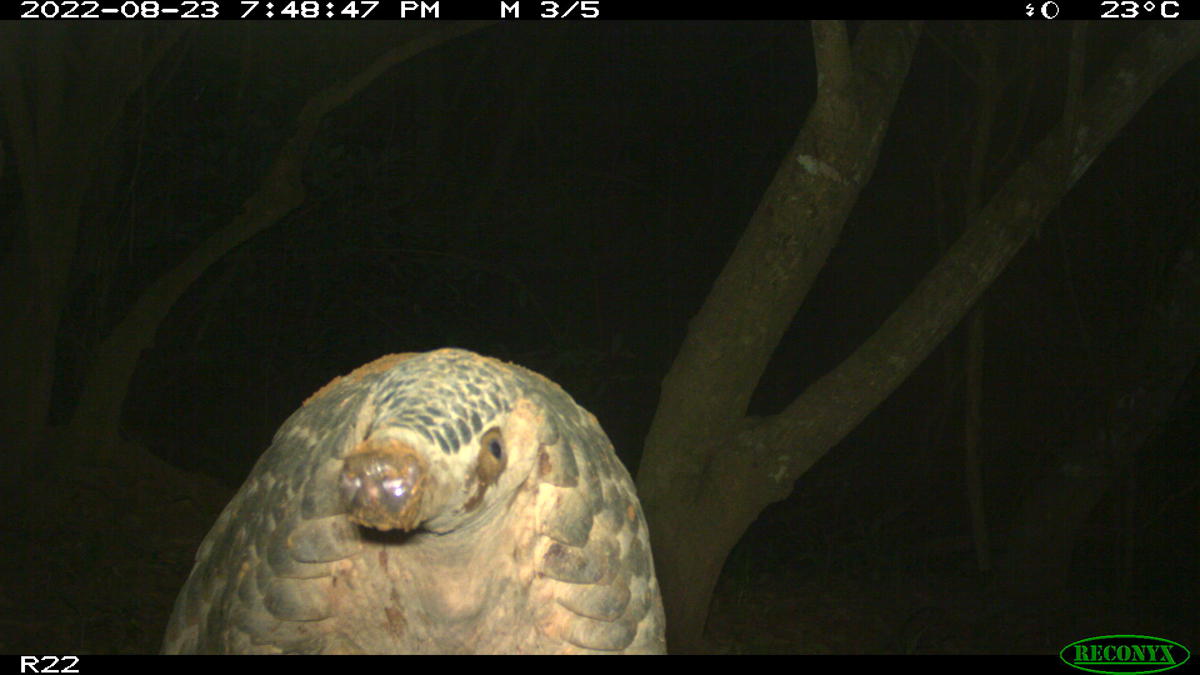 [Unlinked and hidden - pre 2025 version] The giant pangolin project | Chester Zoo